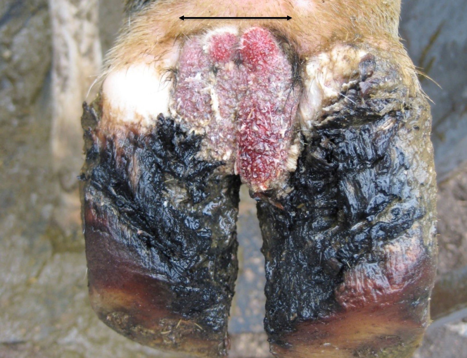 Digital Dermatitis - The Dairyland Initiative