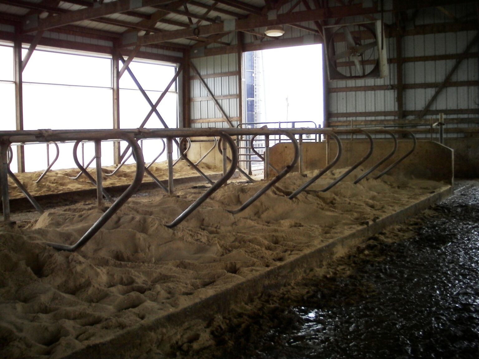 Adult Cow Barn C - The Dairyland Initiative