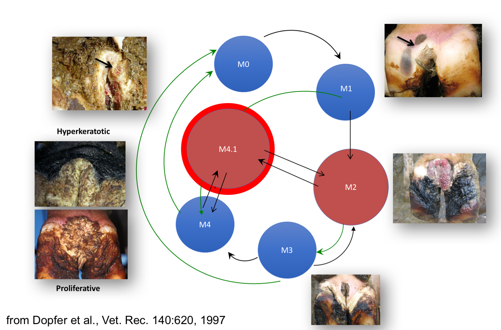 Digital Dermatitis - The Dairyland Initiative