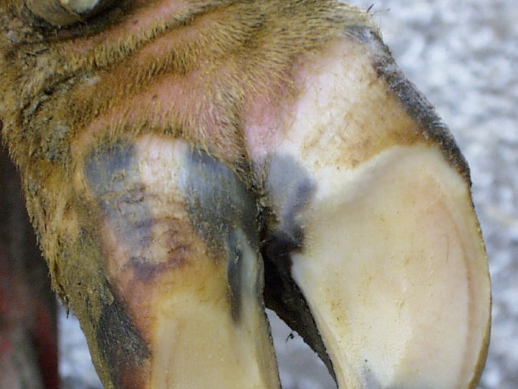 Digital Dermatitis - The Dairyland Initiative