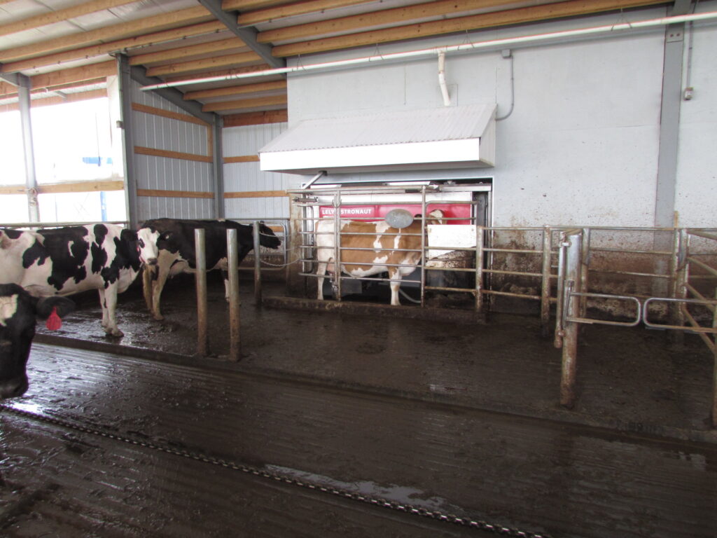 Automated Milking System Barn A - The Dairyland Initiative