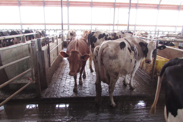 Adult Cow Housing - The Dairyland Initiative