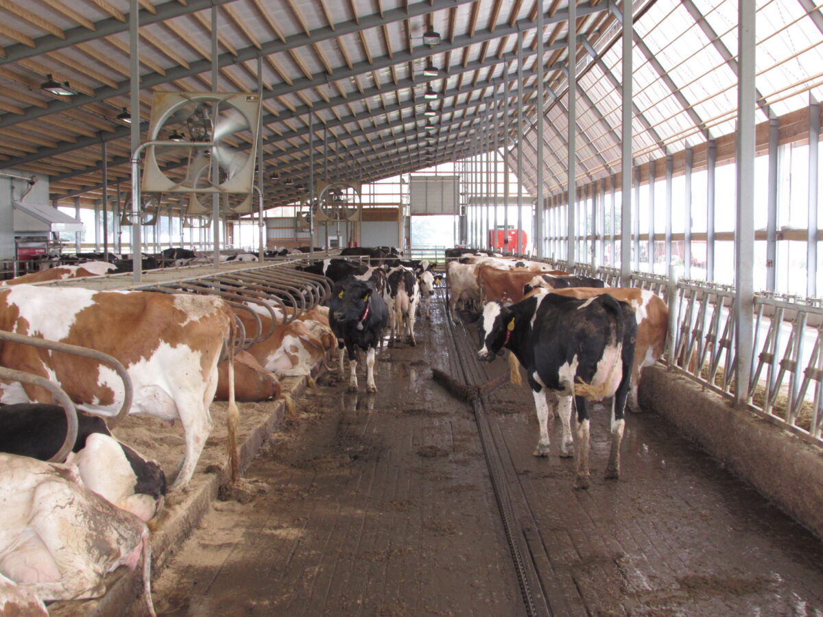 Automated Milking System Barn A - The Dairyland Initiative